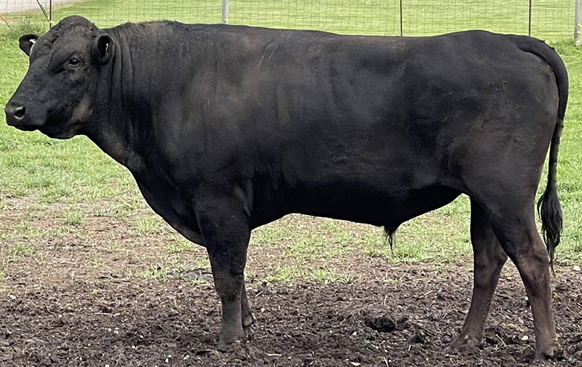 Wagyu Bulls,Heifers,cows,Embryos,Semen | Eversole Run Farm Cattle LLC