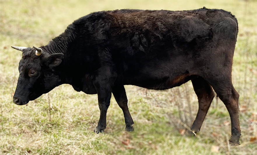 Wagyu Bulls,Heifers,cows,Embryos,Semen | Eversole Run Farm Cattle LLC