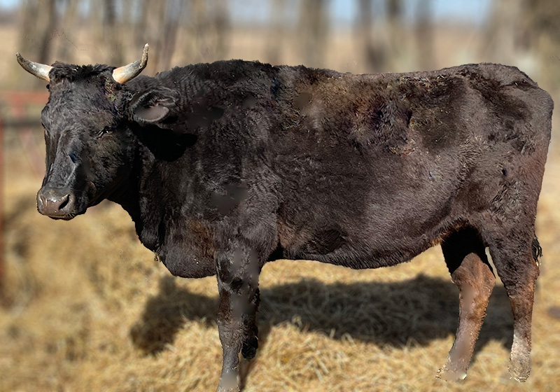 Wagyu Bulls,Heifers,cows,Embryos,Semen | Eversole Run Farm Cattle LLC