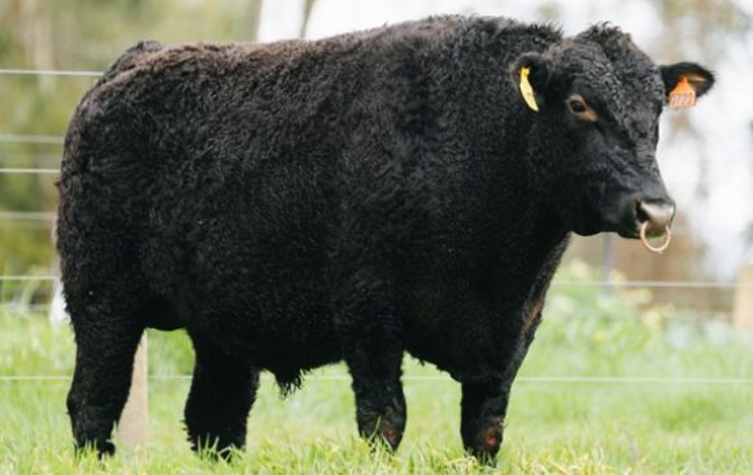 Wagyu Bulls,Heifers,cows,Embryos,Semen | Eversole Run Farm Cattle LLC