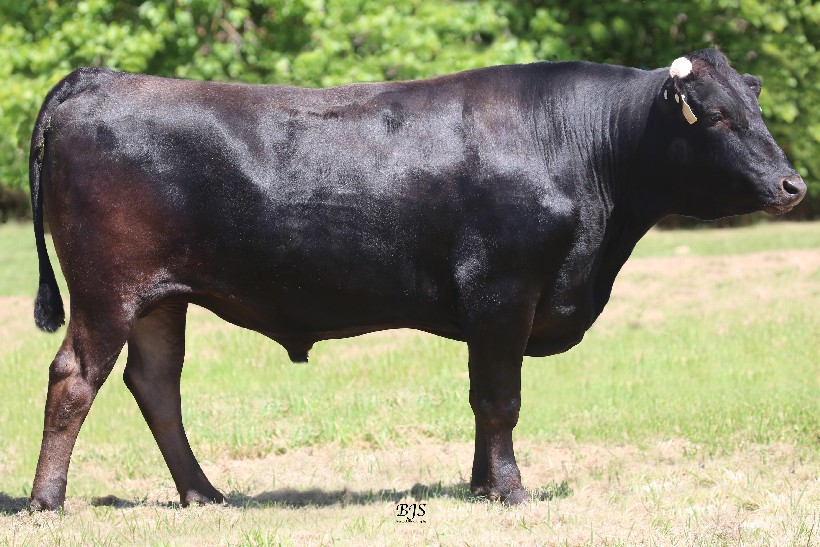 Wagyu Bulls,Heifers,cows,Embryos,Semen | Eversole Run Farm Cattle LLC
